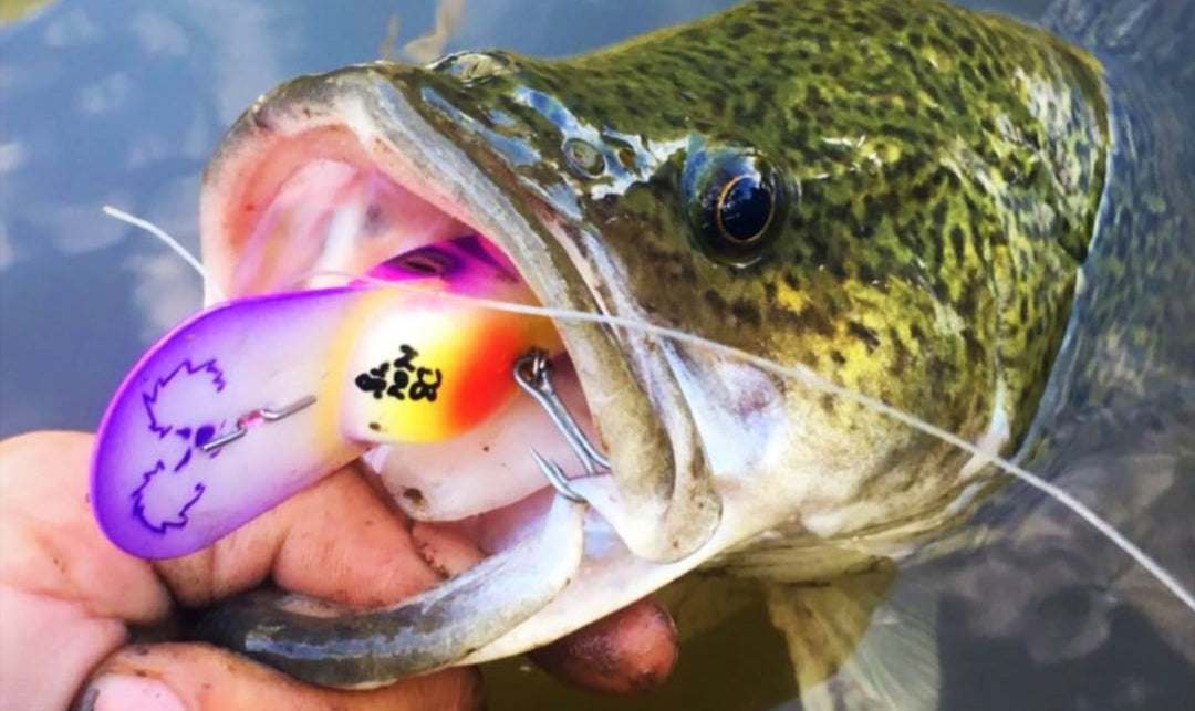 Drop Bear Lures - Aussie made fishing lures