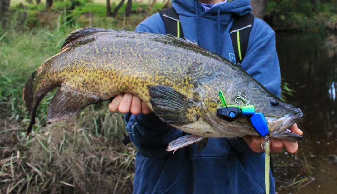 Drop Bear Lures - Aussie made fishing lures